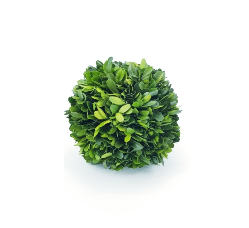 Boxwood Topiary | Foter Boxwood Topiary | Foter
